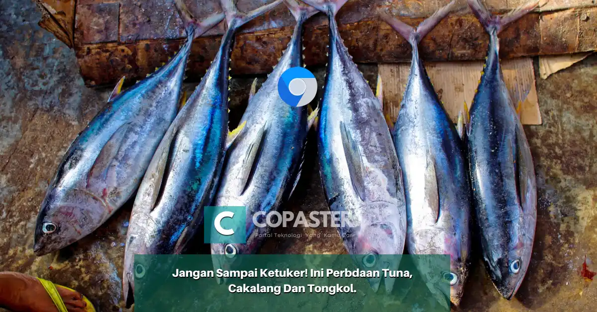 Jangan Sampai Ketuker! Ini Perbedaan Tuna, Cakalang Dan Tongkol. | Copaster