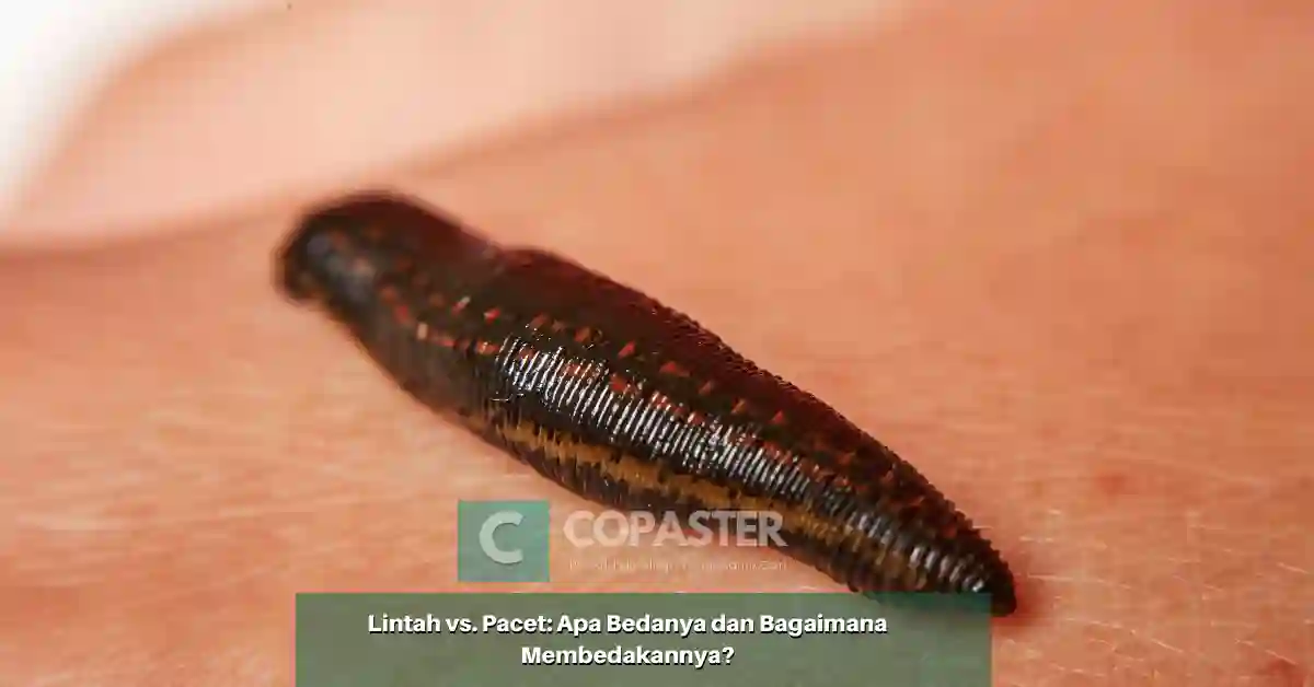 Lintah vs. Pacet: Apa Bedanya dan Bagaimana Membedakannya? | Copaster