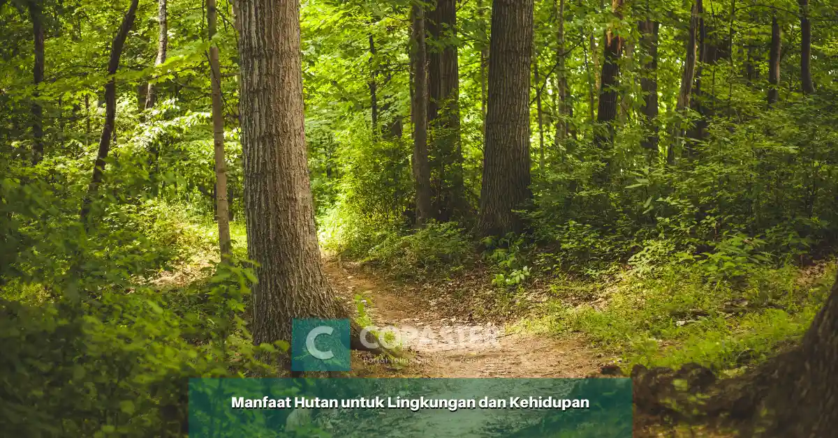 Manfaat Hutan untuk Lingkungan dan Kehidupan | Copaster